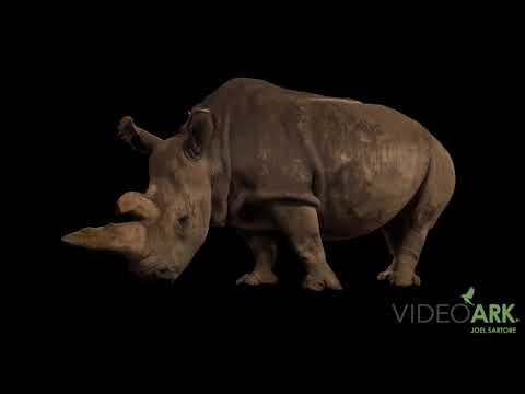Nabire, a Northern white rhinoceros (Ceratotherium simum cottoni)
