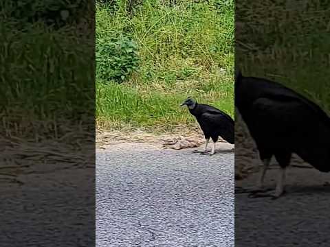 WHat kind of bird is this?
