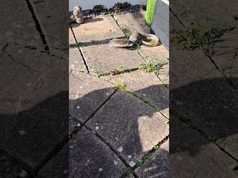 Cybil the squirrel. Full video and more 8pm BST