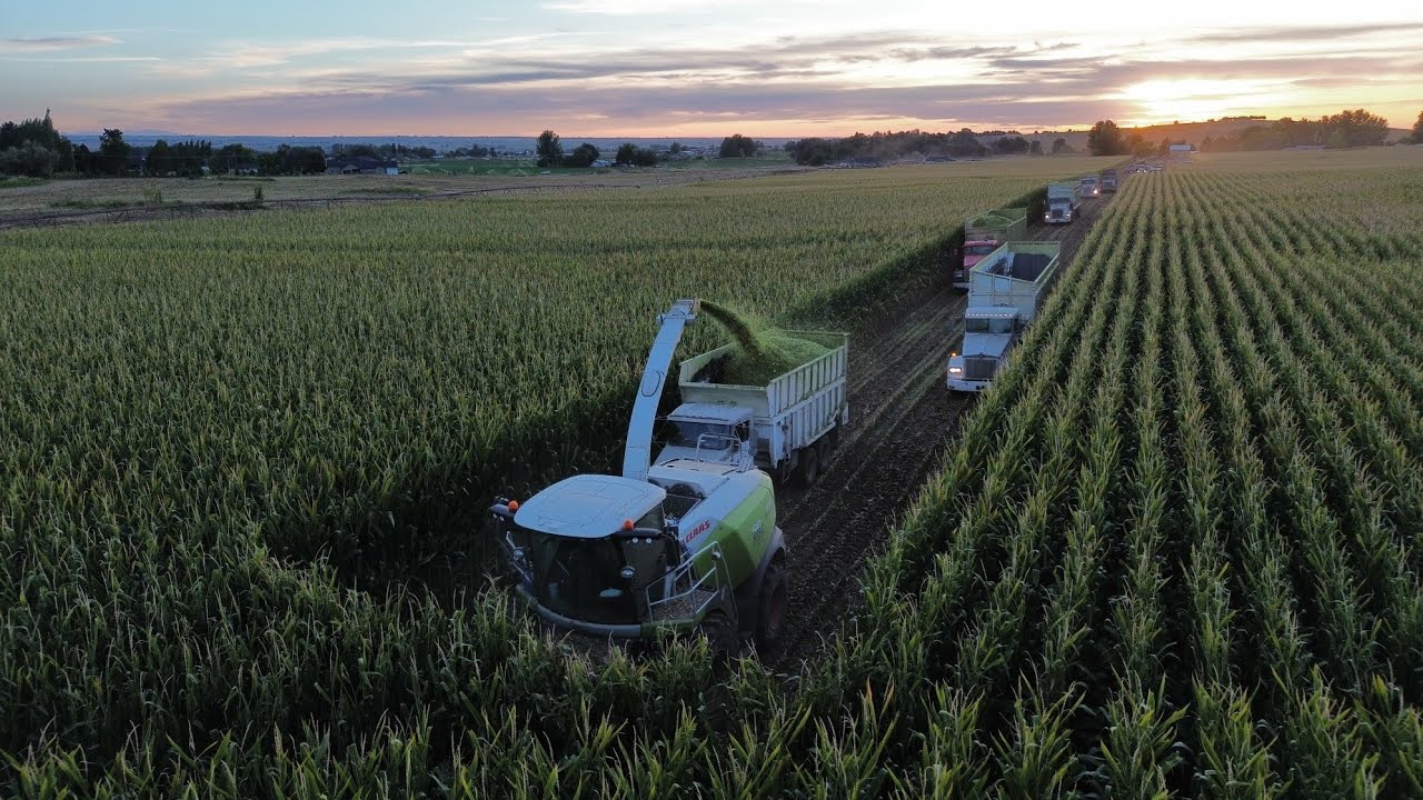 2023 Idaho corn harvest