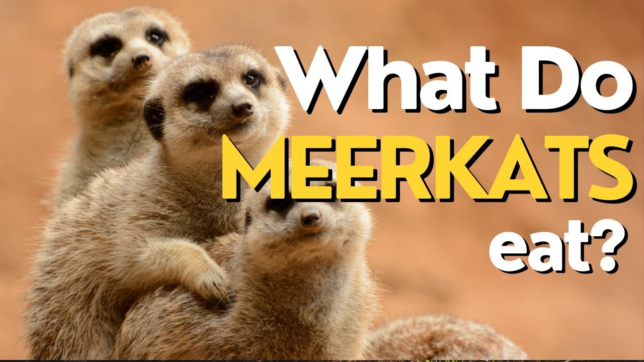 What Do Meerkats Eat? Discovering the Diet of These Social Creatures