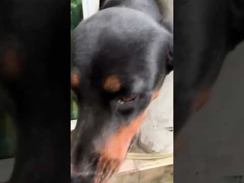 He was so excited for his pupsicle 😭