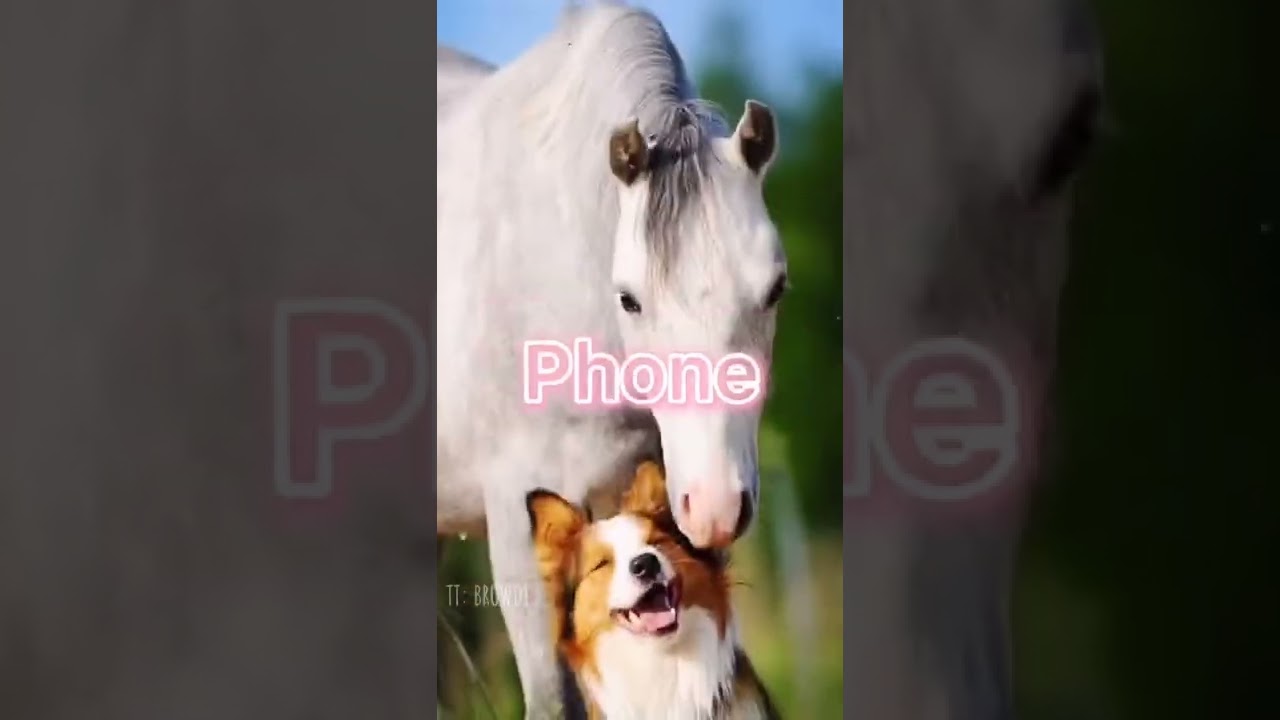 running horse wallpaper 3