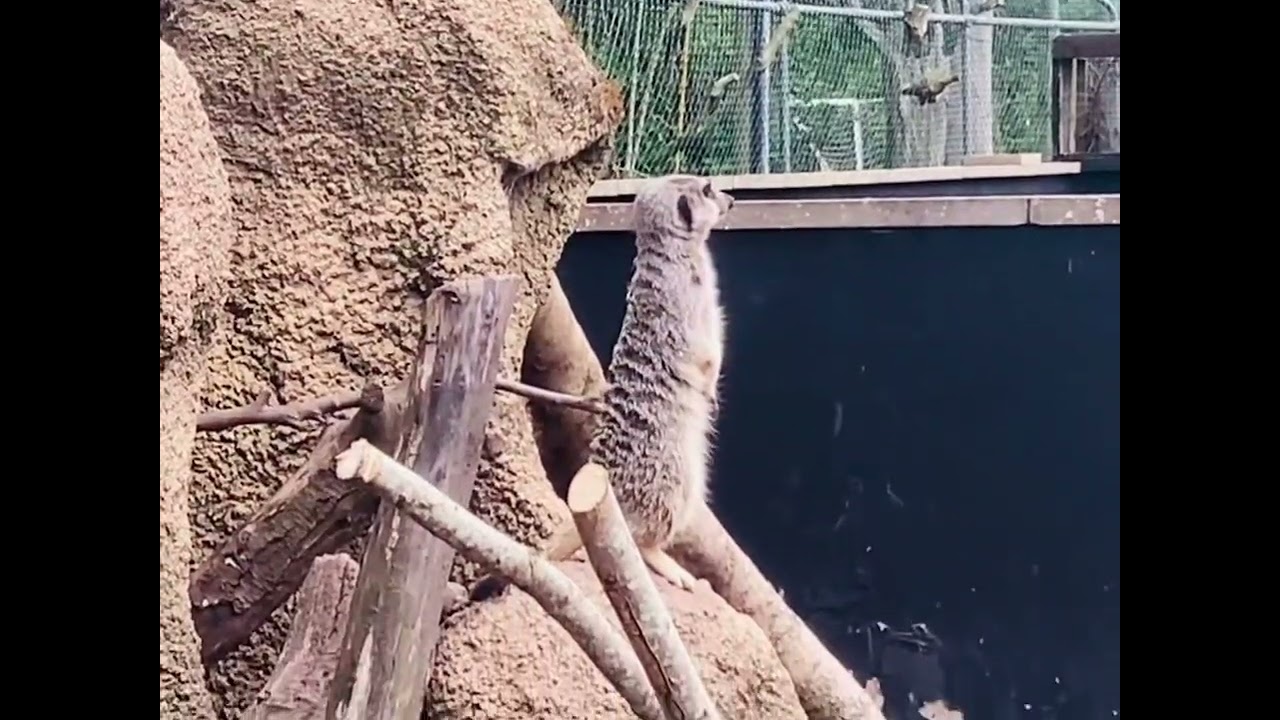 Reaseheath Mini Zoo vlog. (15/05/2022)