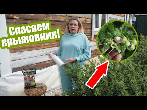 Сайт для садоводов, огородников и дачников Антонов сад