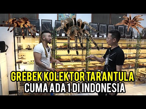GREBEK KOLEKTOR TARANTULA RATUSAN JUTA! MASA KOLEKSI NYA CUMA ADA SATU DI INDONESIA!!
