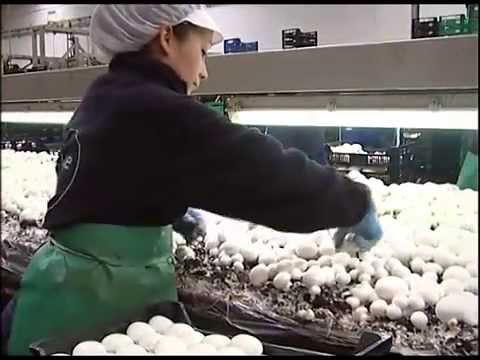 Video Corporativo · [~] Grupo Riberebro