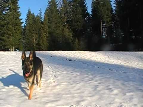 K9: ali ali come in free ( olly olly oxen free )