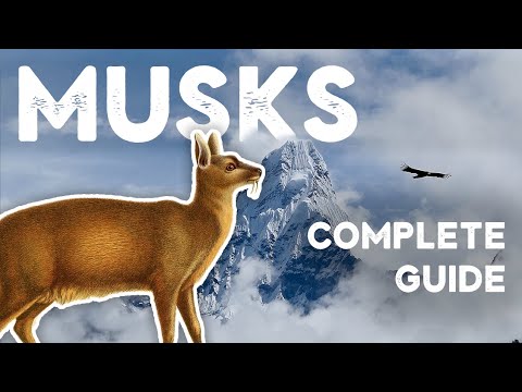 Musk in perfume - A guide for perfumers