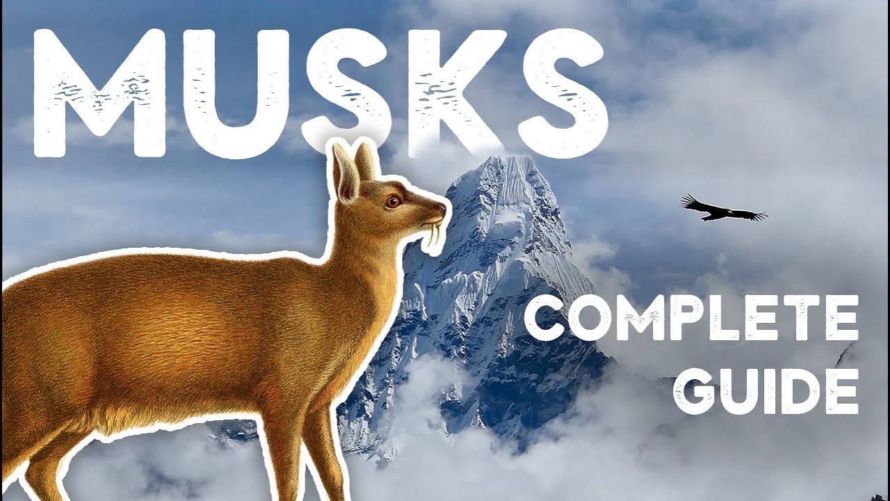 Understanding Musk in Perfumery: A Comprehensive Guide for Perfumers ...