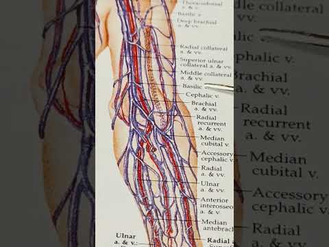 Central Line | PICC line | Veins Used #shorts
