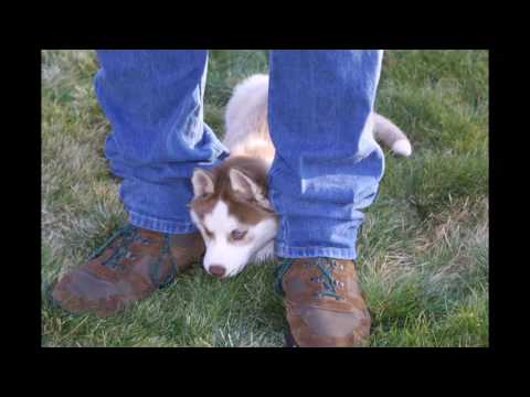 GoFundMe My Dogs Cancer & Book About Death and Loss