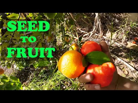 Can You Grow Citrus From Seed? | Is It Even Worth It?