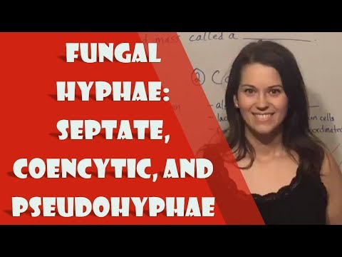 Fungal Hyphae: Septate, Coencytic, and Pseudohyphae