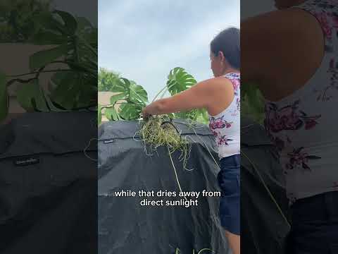 Growing my monstera plants in water 11 months later #monsteraplant #hydroponics #plantcare