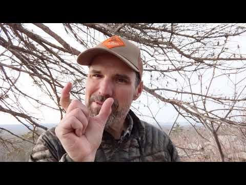 House Finch - Learn A Bird - Episode #26