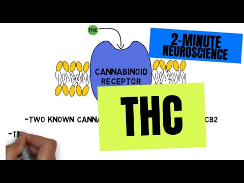 2-Minute Neuroscience: THC