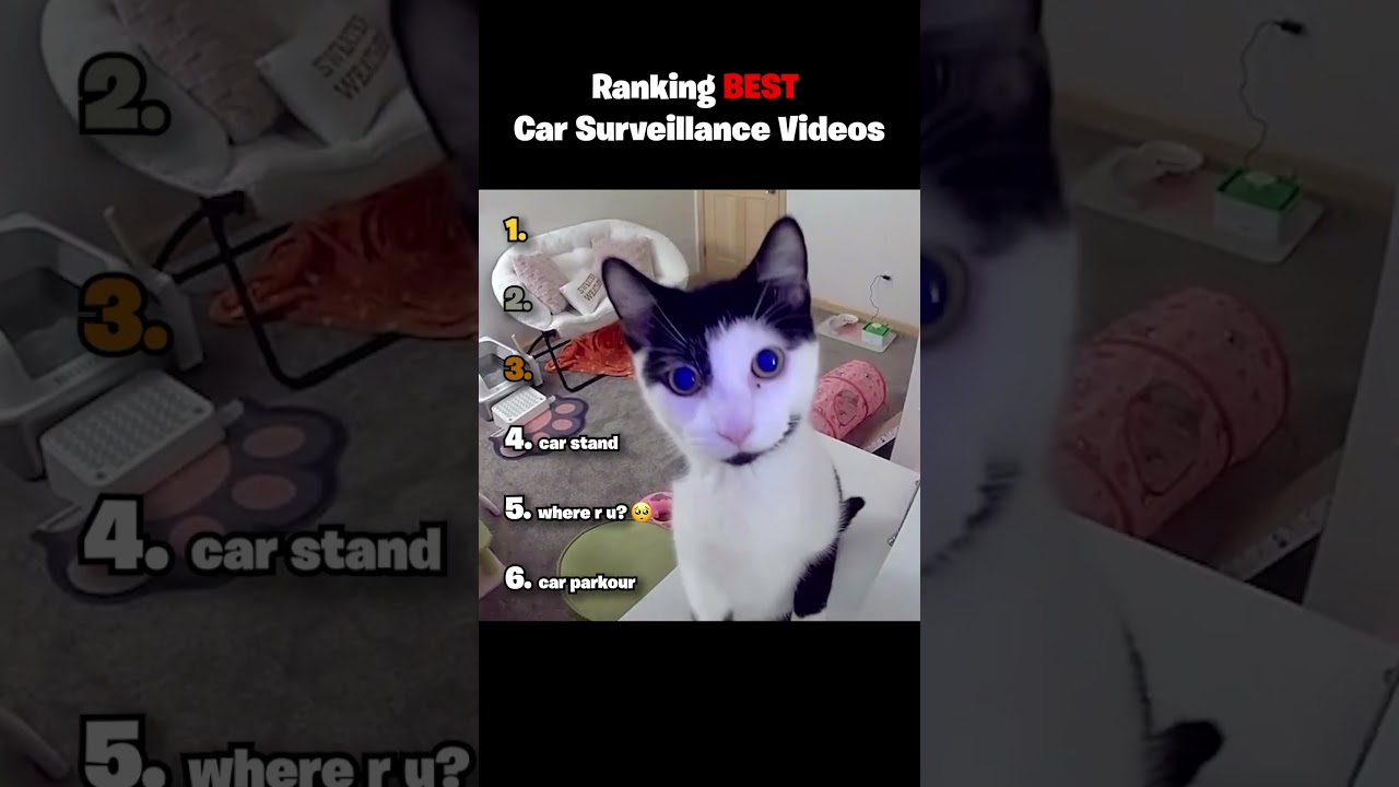 Ranking the BEST Cat Surveillance Videos