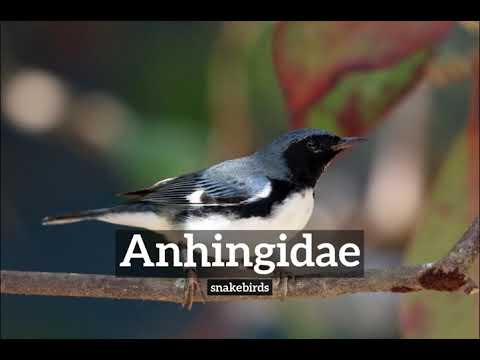 How to Say Anhingidae in English? | How Does Anhingidae Look? | What is Anhingidae?