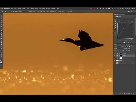 Blue-winged Teal - Realtime Edit