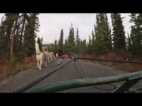 Riding With Sled Dogs of Denali National Park