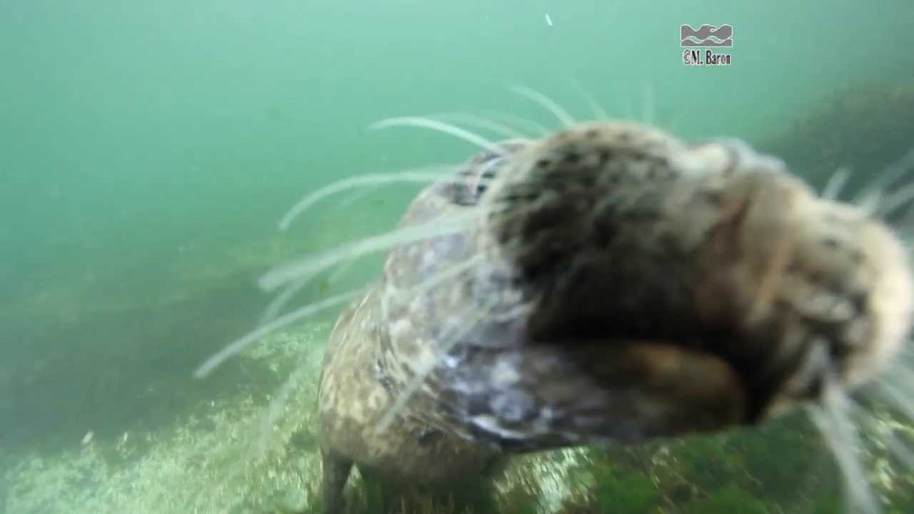 An inquisitive Harbor Seal - Phoca vitulina - British Columbia, Canada