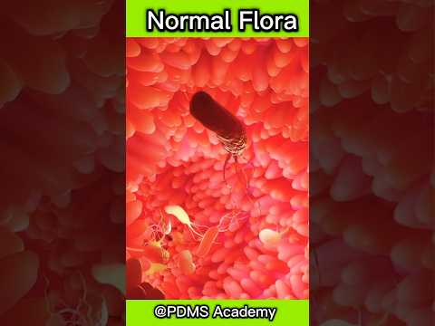 Normal Flora | Microbiota #medicine