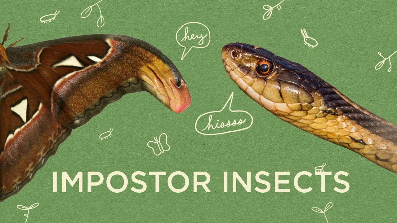 Nature's Masters Of Disguise | Maddie About Science