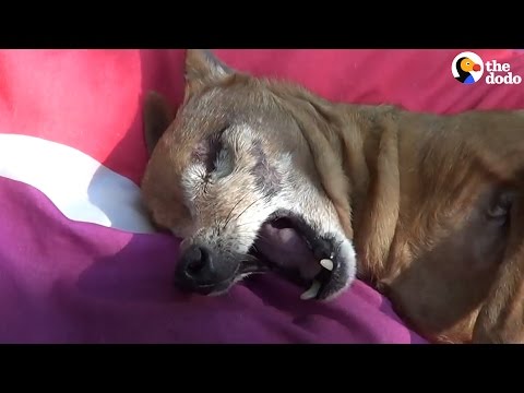 Dog Who Spent 12 Years In A Puppy Mill Is So Happy Now