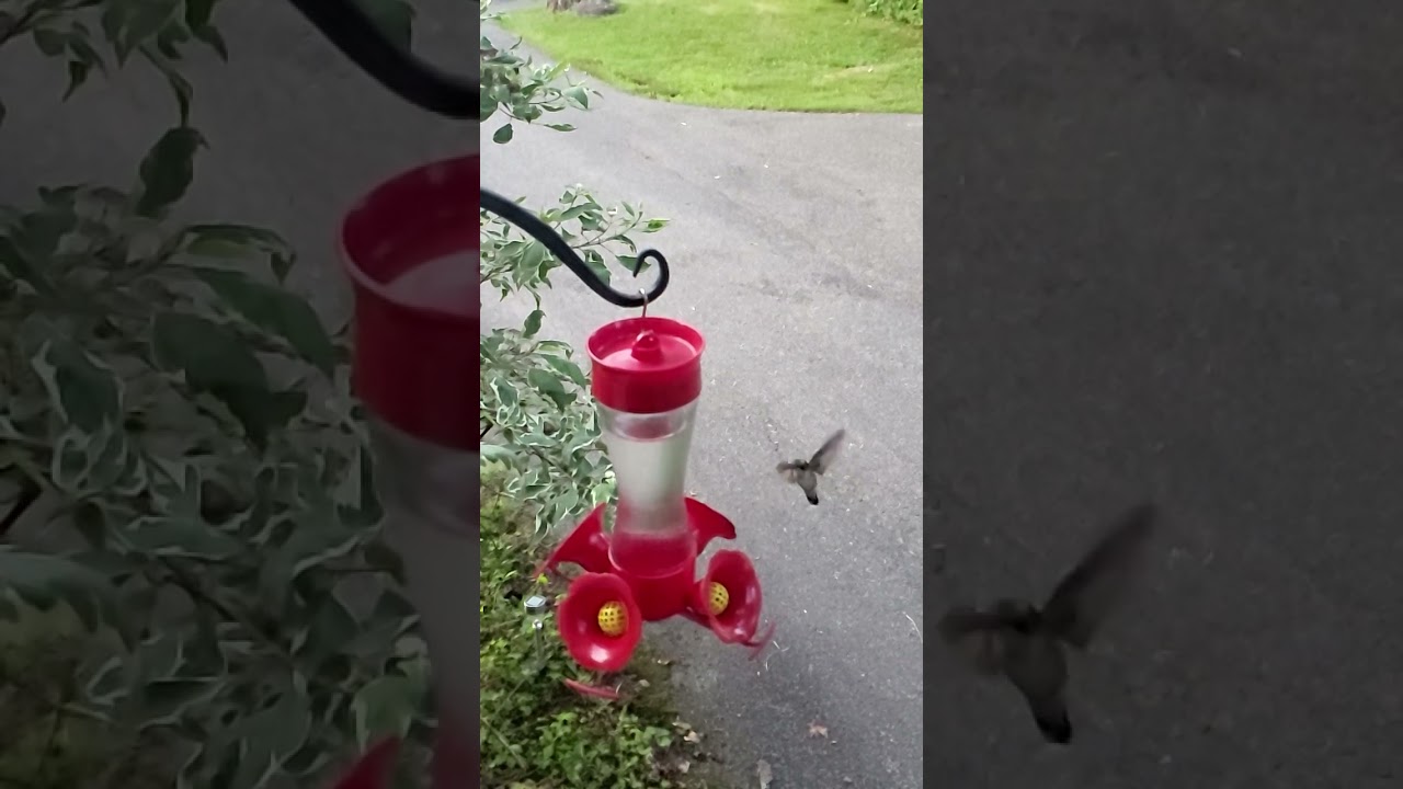 humming bird humming around