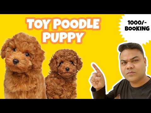 Real Toy Poodle | Poodle Puppy Price in India