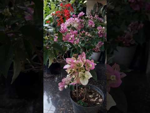ID Wajid Alisha / Bougainvillea Garden / Flowers Bloom / Rare Collection / Tips / grafted / grow