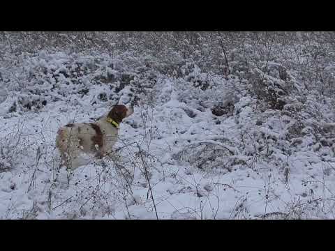 EPANJEL BRETON IVA -JAREBICE