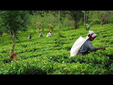 Top 10 countries With Most Agricultural Land