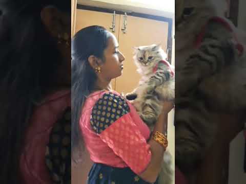 cat#trending #love#pets #trending #ytshorts #youtube