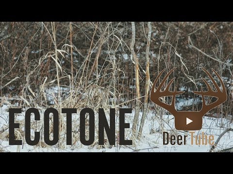 Ecotone