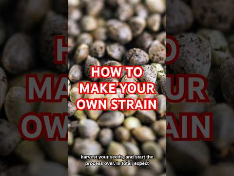 How to breed your own weed strain at home
