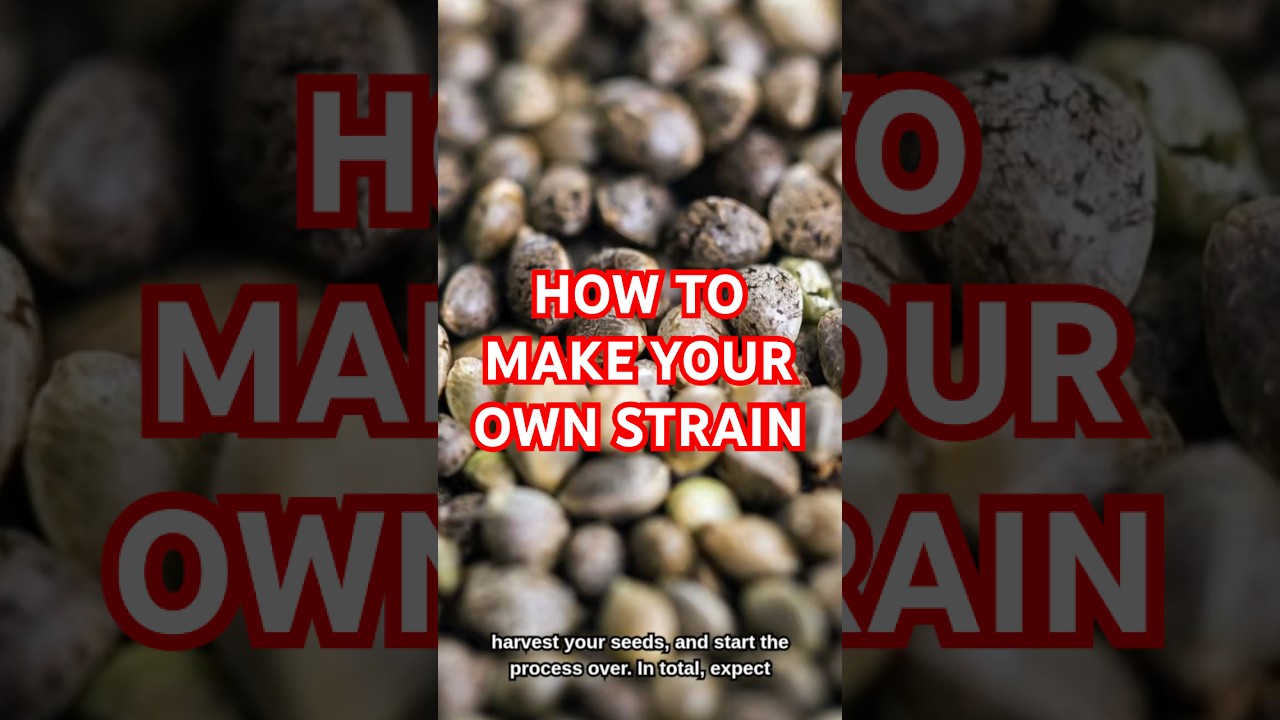 How to breed your own weed strain at home