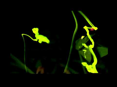 firefly in japan
