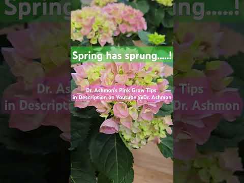 Ultimate Flower Growing Tips from Dr. Ashmon
