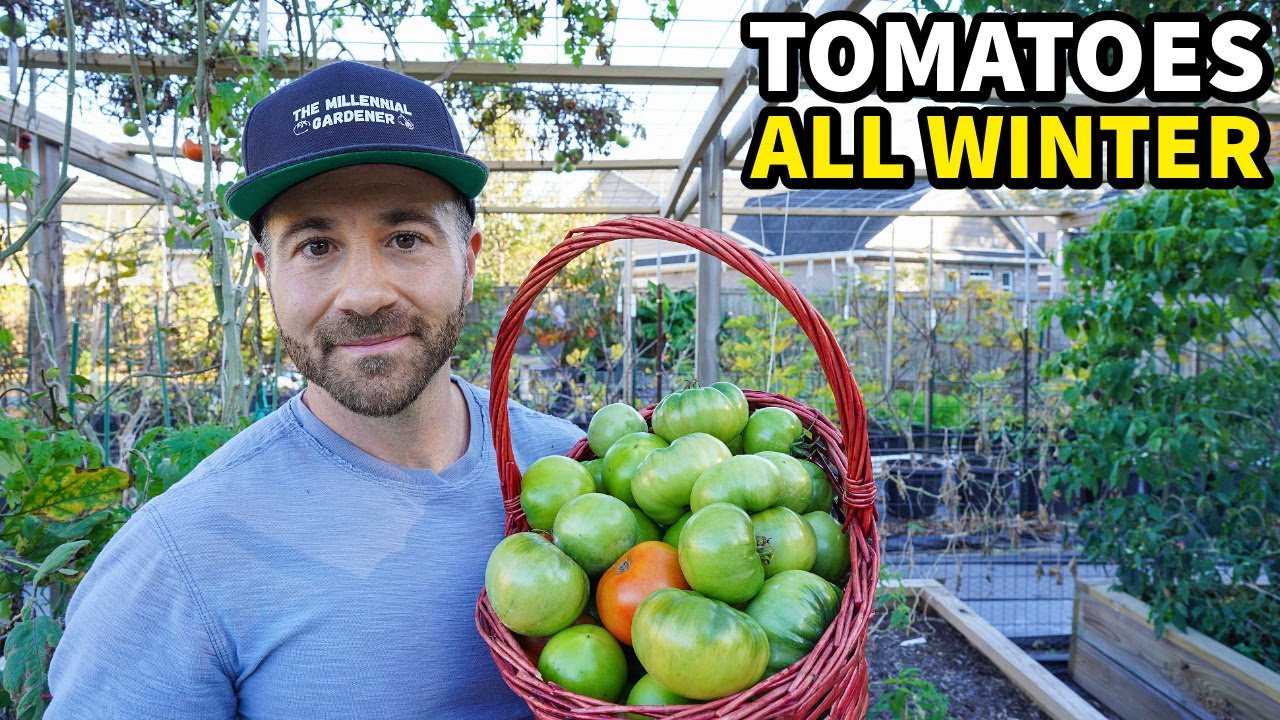 How To Store And Ripen GREEN TOMATOES For Endless Fruit All Winter!