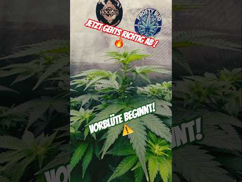 Blüte | Cannabis Vorblüte 🔥 So wachsen meine Pflanzen jetzt ! #nachtfalterag