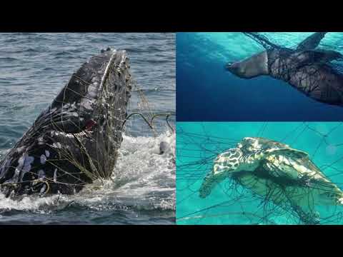 NSW Shark Nets Explained