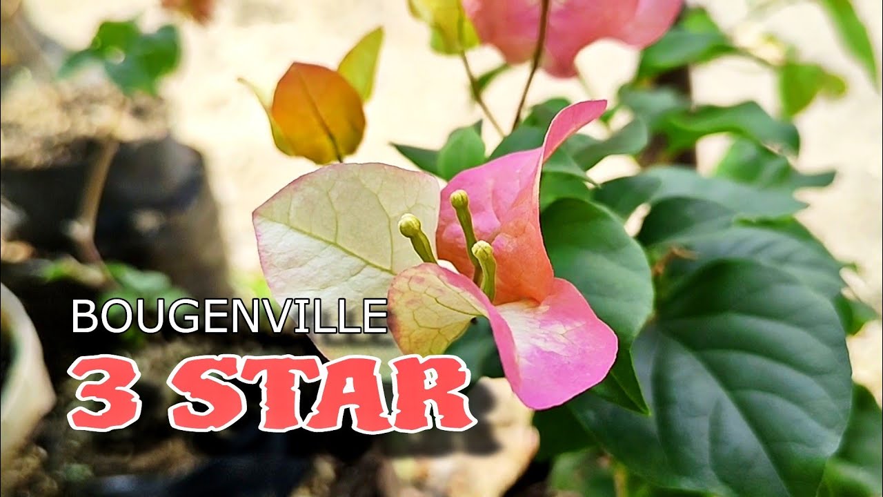 Bougenville 3 Star warnanya indah kombinasi