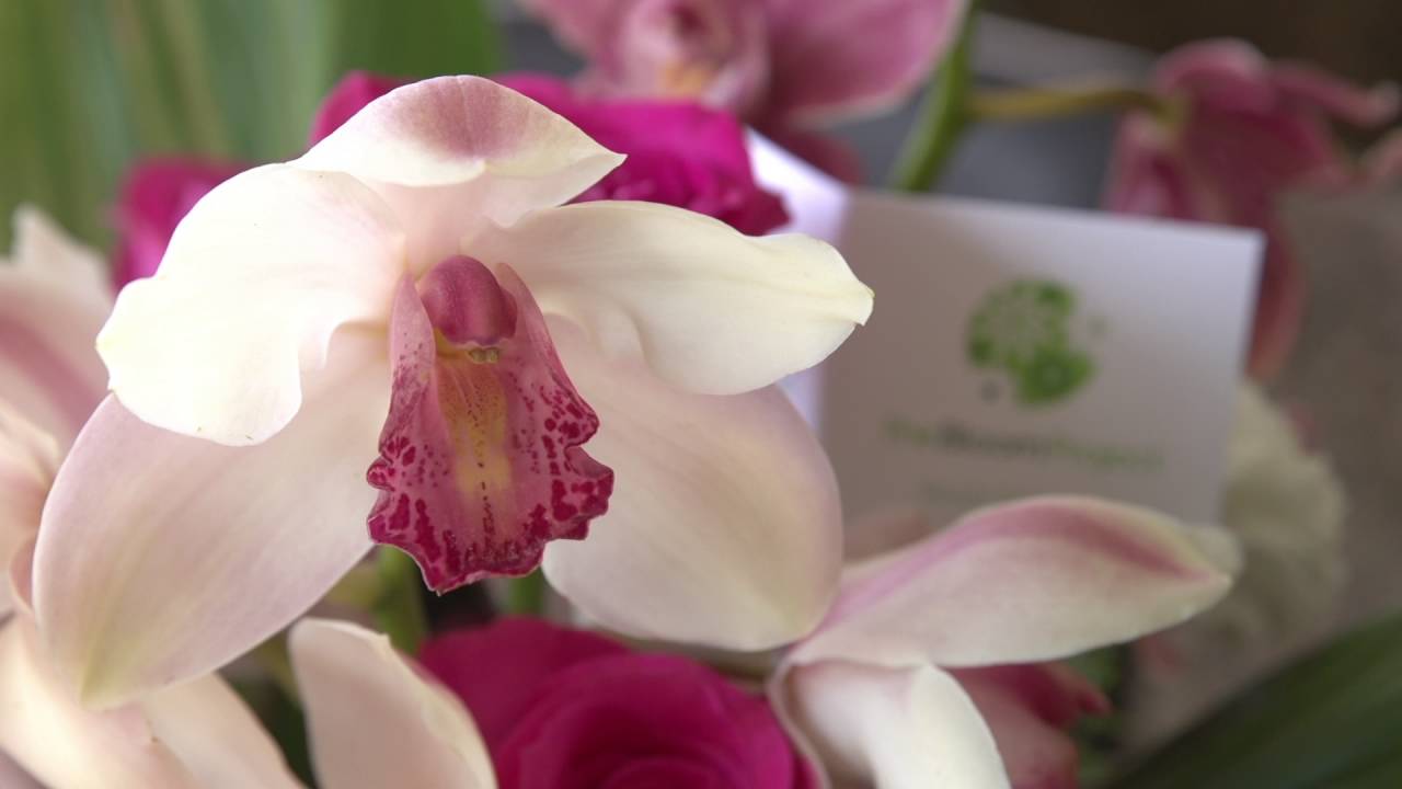 Learn More About The Bloom Project