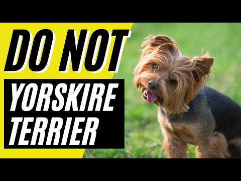 10 Reasons You SHOULD NOT Get a Yorkshire Terrier Yorkie Dog