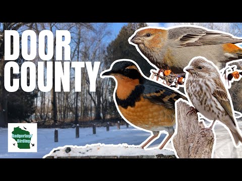 Finding the Most Beautiful Winter Bird in the Country (Search for the Varied Thrush)