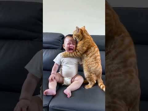 Seeing the baby crying, my cat has been comforting him and wiping his tears. What a heart-warming