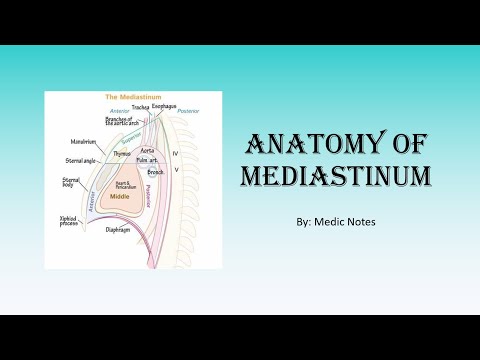 Anatomy of mediastinum