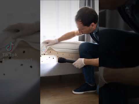 alerta epidemia de chinches explicación razonable